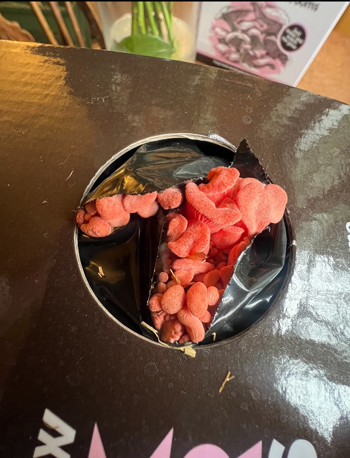 Learn How To Grow Pink Oyster Mushrooms